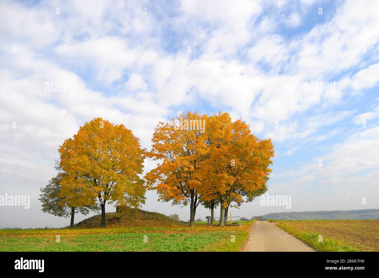 Maple tree group in autumn, field edge, field path near Oberderdingen ...