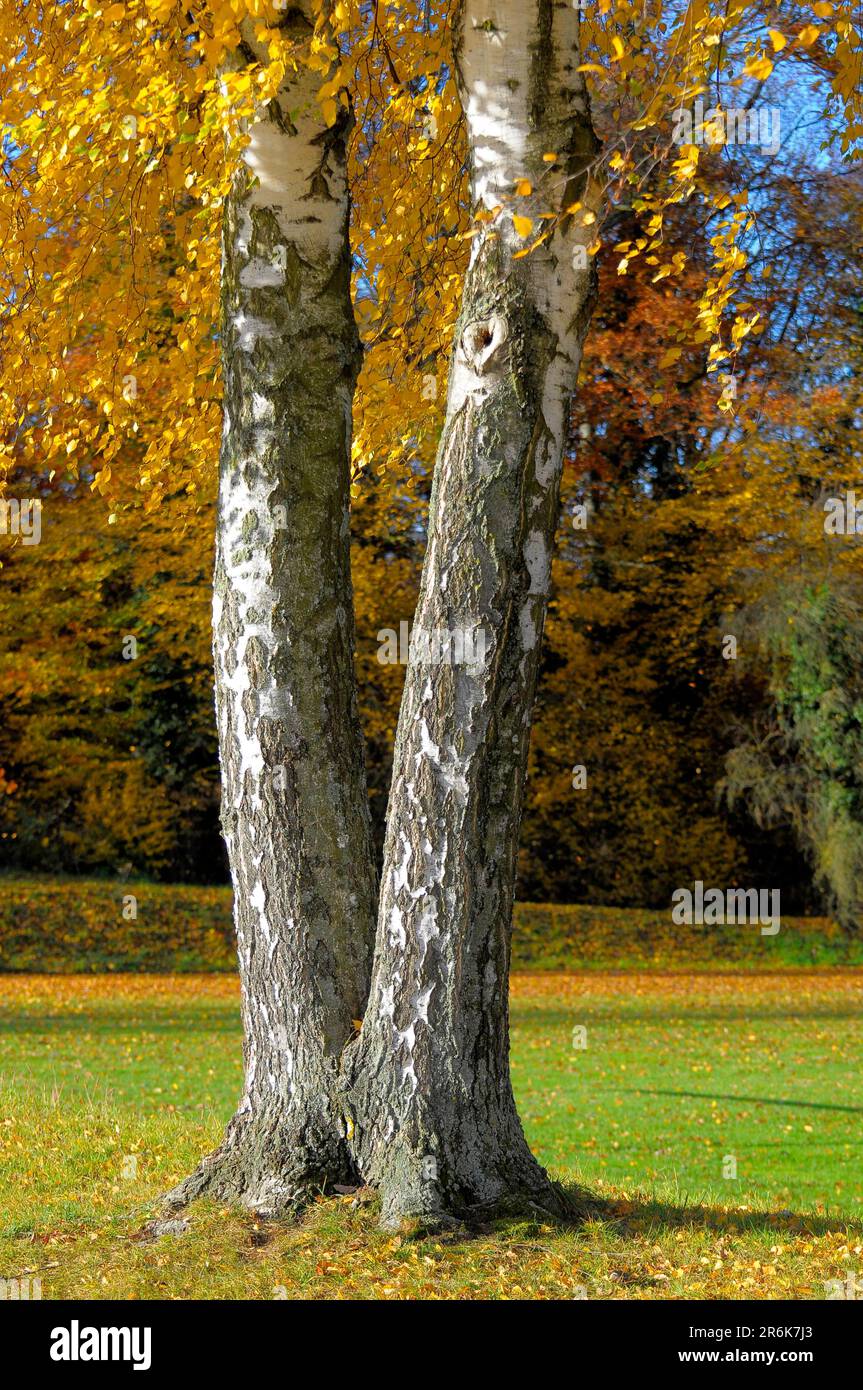 Birch tree in autumn colour Stock Photo - Alamy