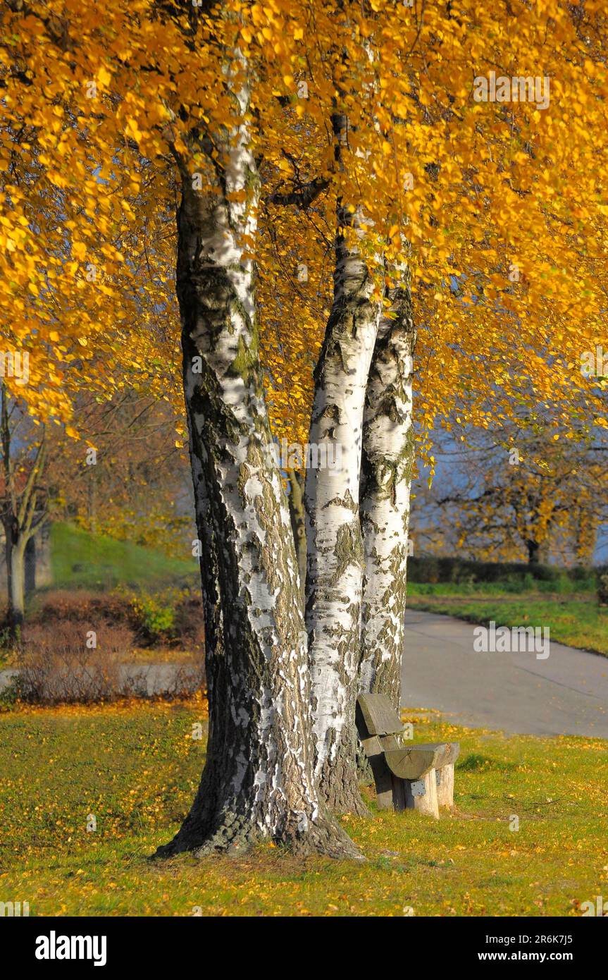 Birch tree in autumn colour Stock Photo - Alamy
