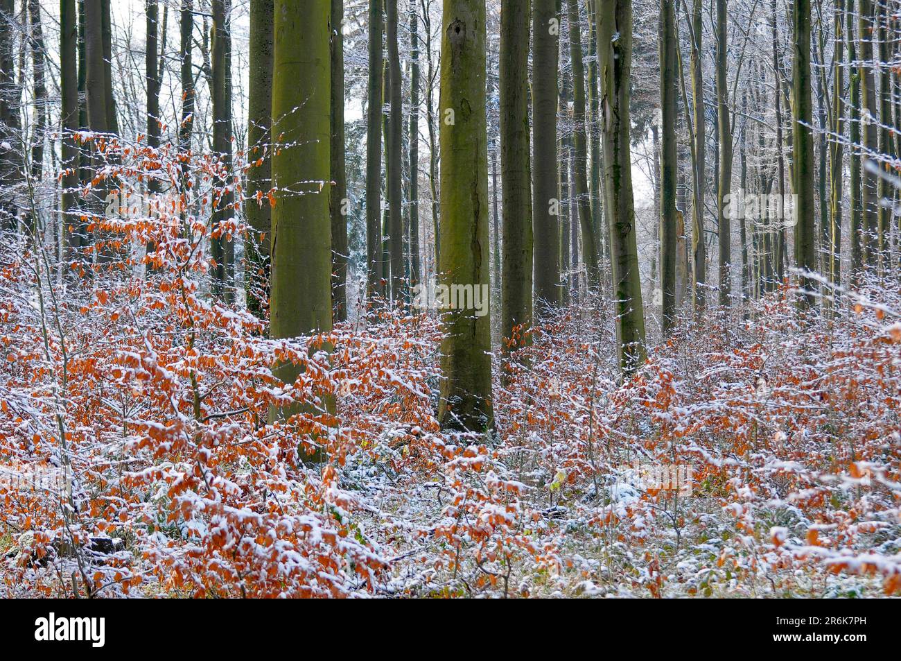 Snow with deciduous forest in winter Stock Photo - Alamy