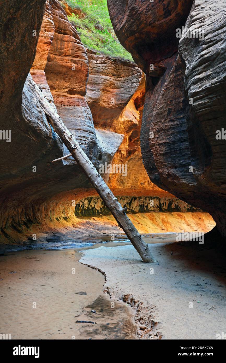 The Upper Subway of Left Fork Creek, Zion National Park, UT, USA Stock ...
