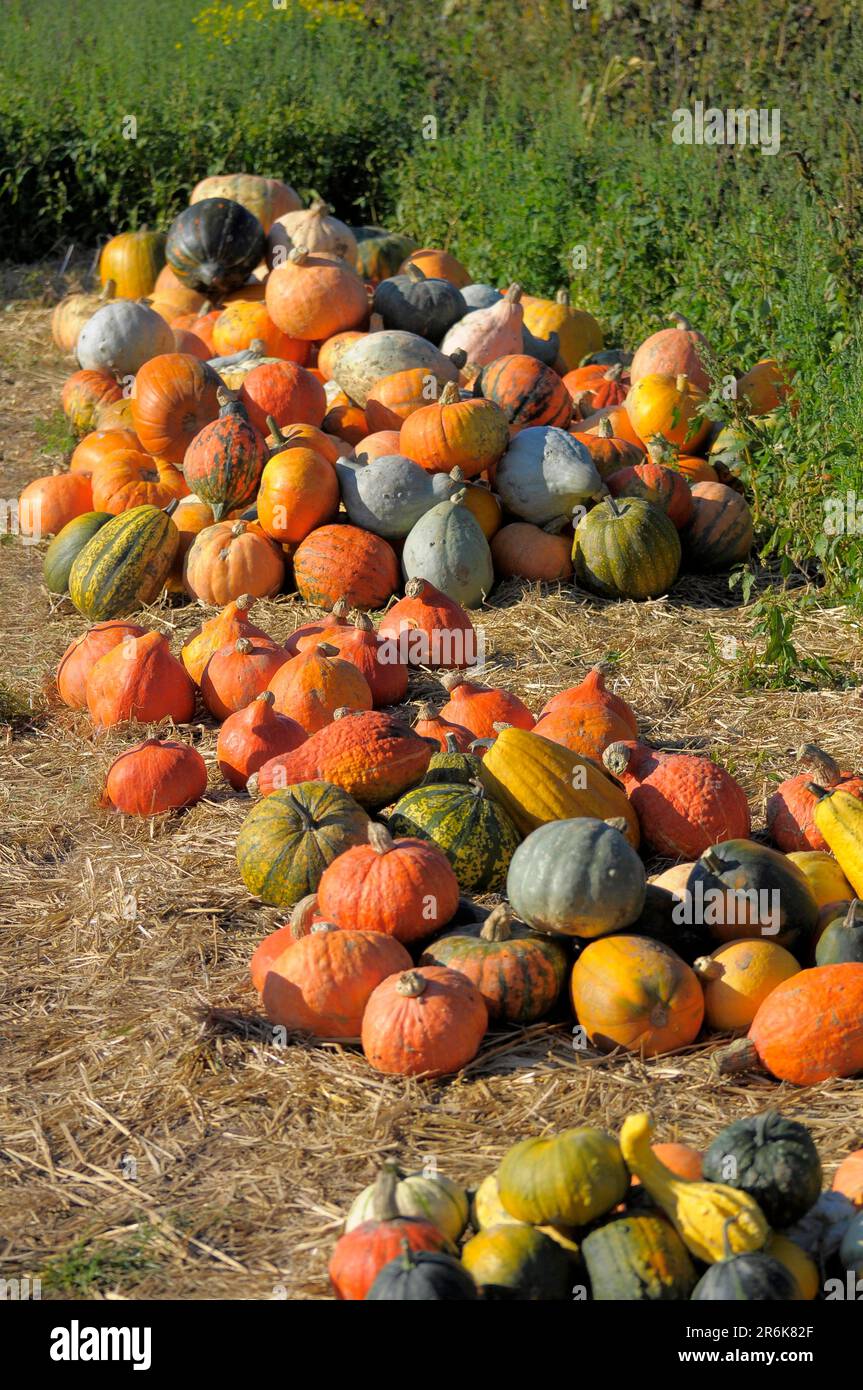 Gourd field hi-res stock photography and images - Alamy