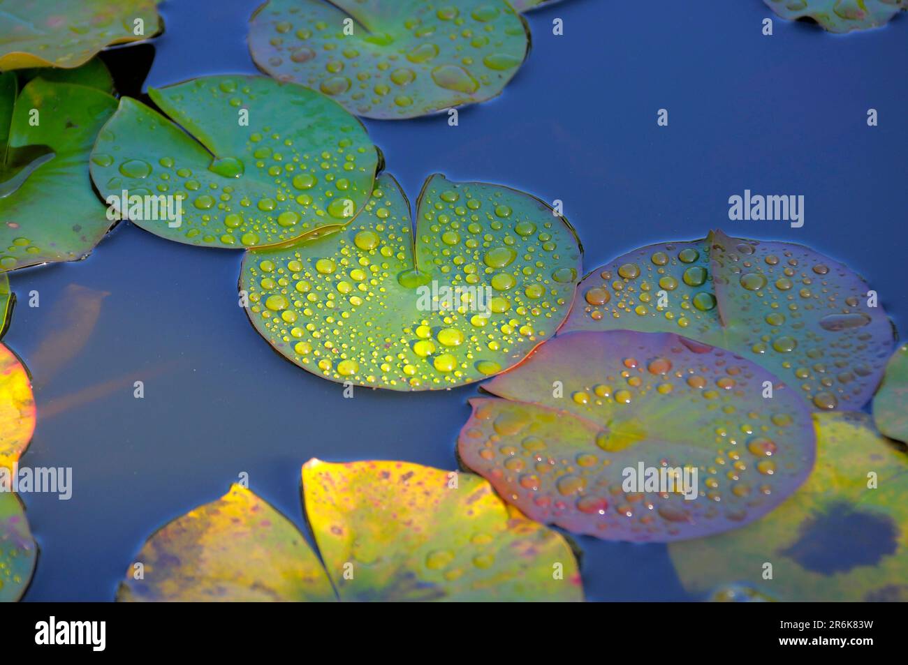 Botany exterior hi-res stock photography and images - Alamy