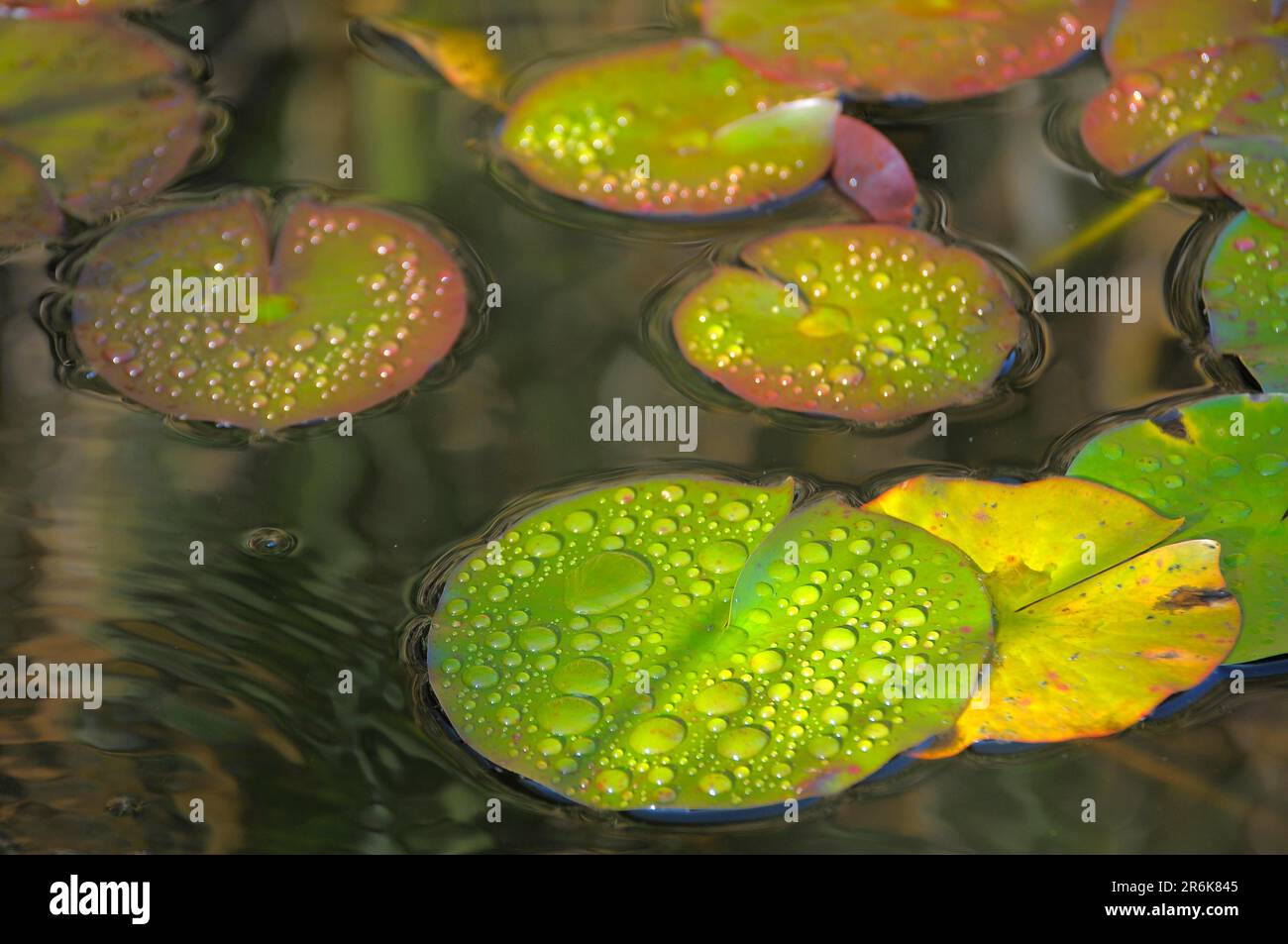 Botany exterior hi-res stock photography and images - Alamy