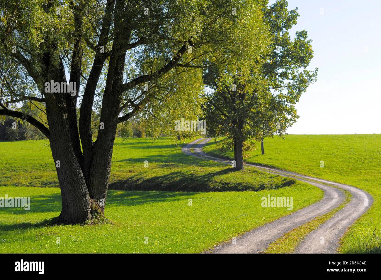 Willow lane hi-res stock photography and images - Alamy