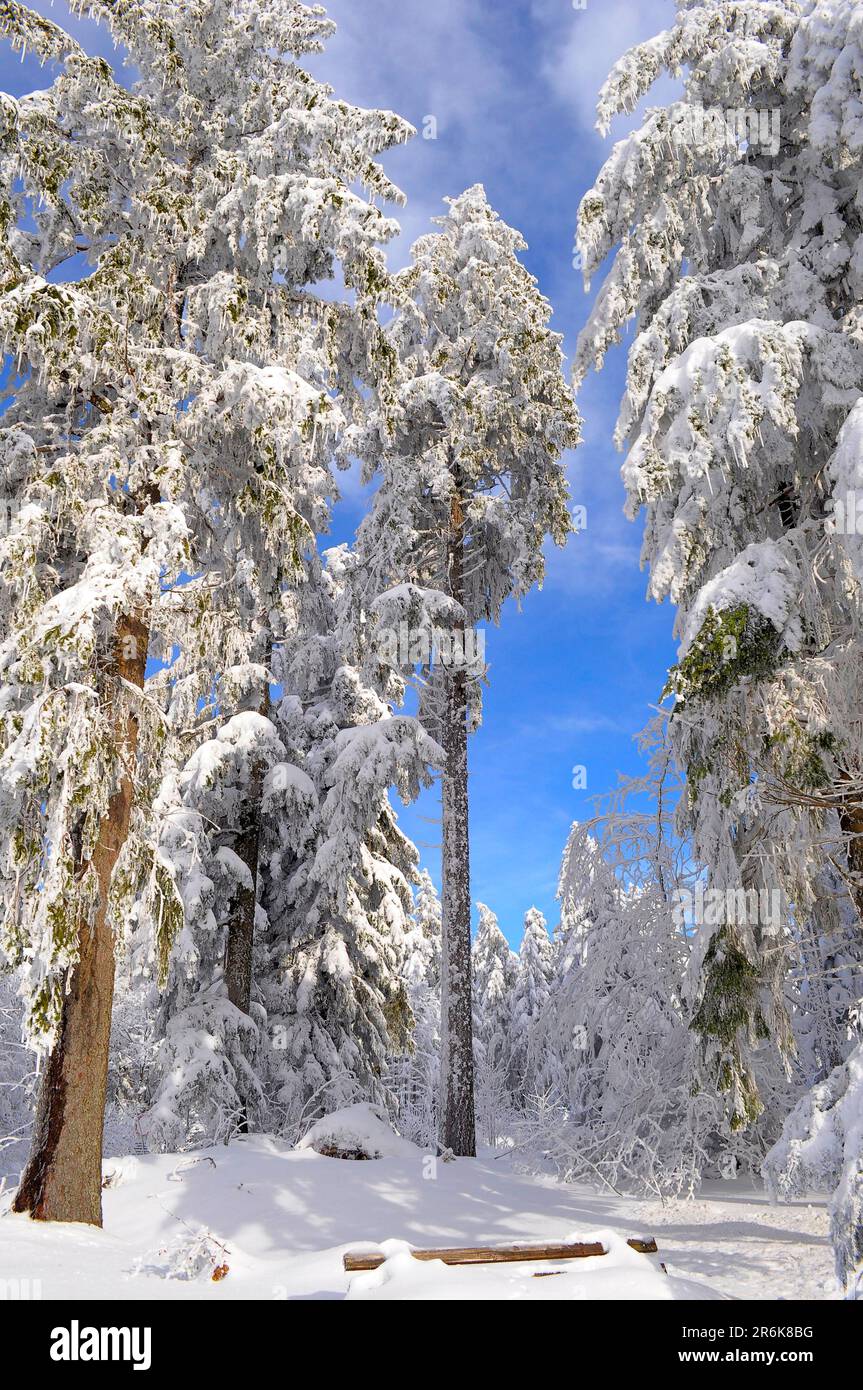 Black Forest, Northern Black Forest near Kniebis in winter, spruce ...
