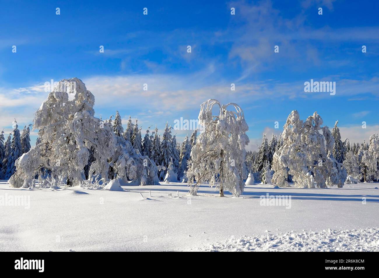 Black Forest in Winter, Spruce Forest, Black Forest High Road, Snowy ...