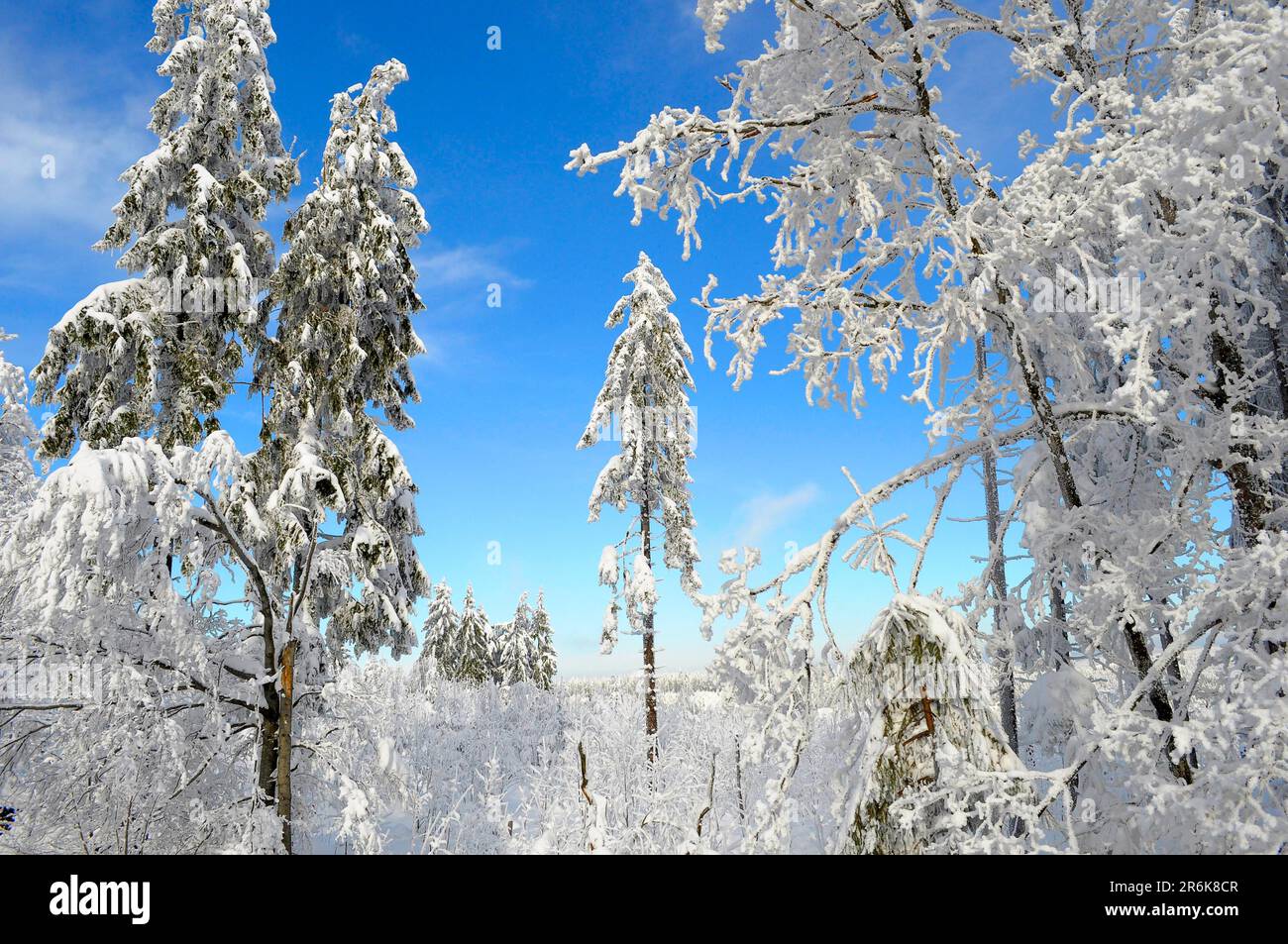 Black Forest in Winter, Spruce Forest, Black Forest High Road, Snowy ...