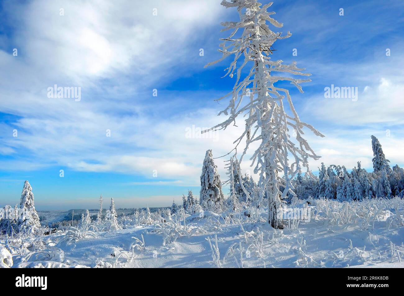 Black Forest in Winter, Spruce Forest, Black Forest High Road, Snowy ...
