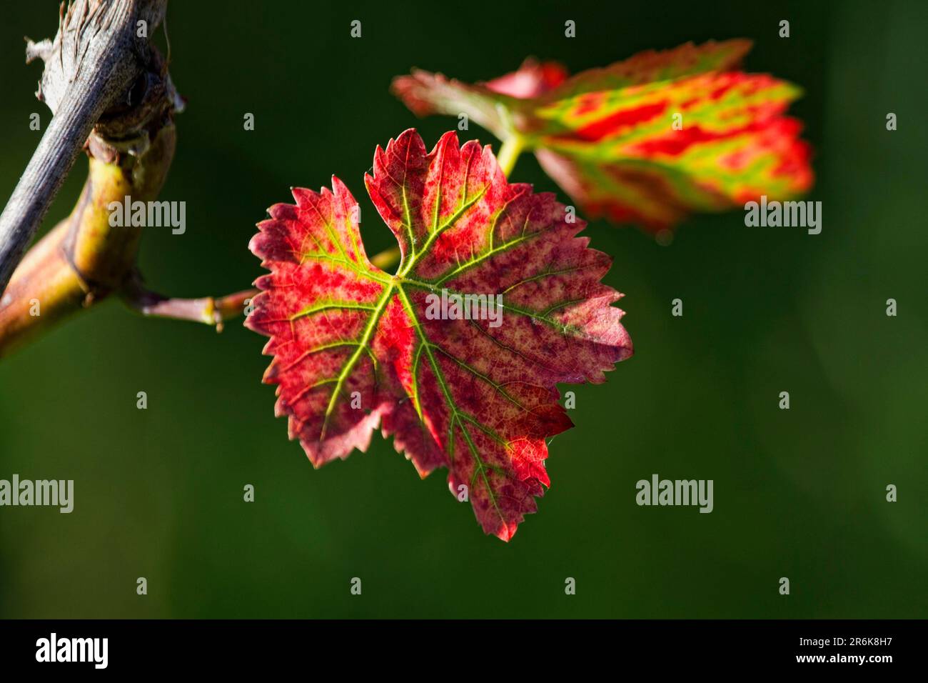 Discolored vine leaves hi-res stock photography and images - Alamy