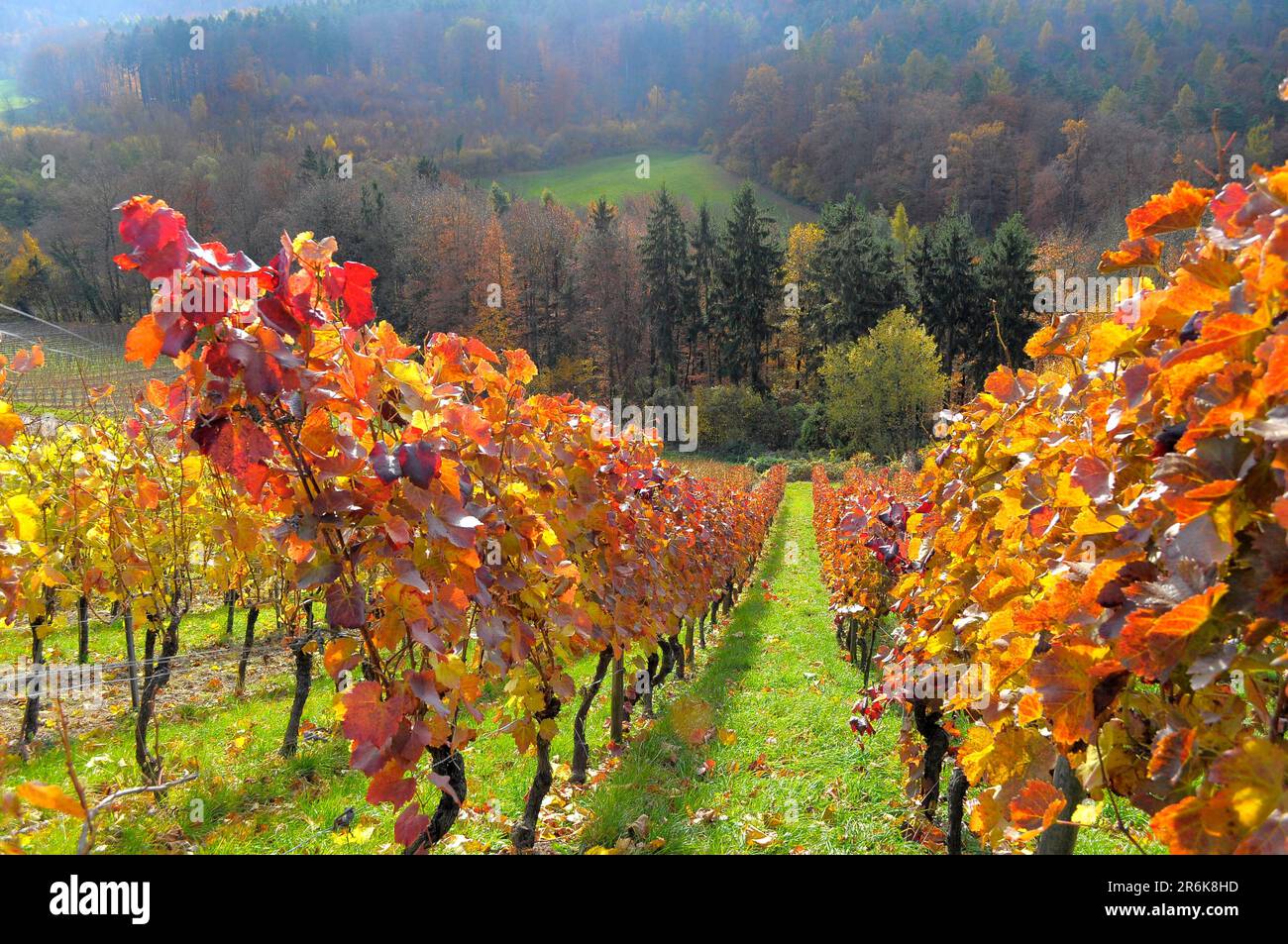 Colourful vineyard in autumn near Oberderdingen, colourful white vines ...