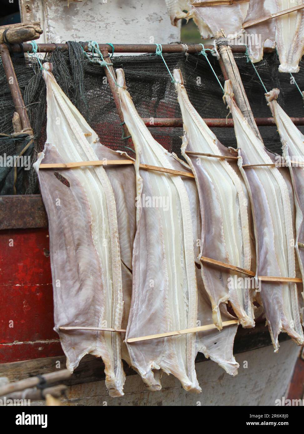 Dried fish, stockfish on a fishing boat on Madeira Island Stock Photo ...
