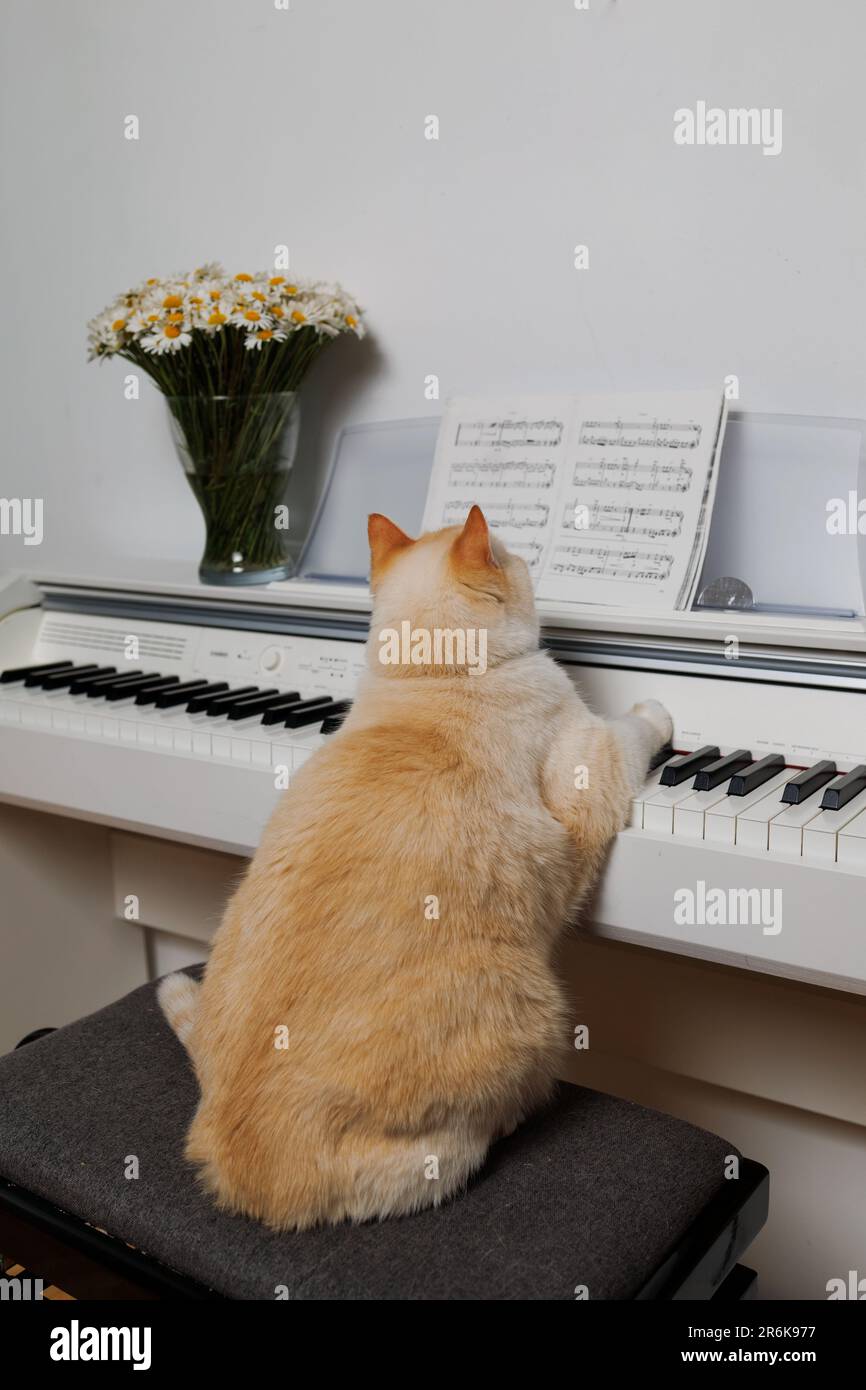 Fat beautiful red cat reading sheet music for piano Stock Photo - Alamy