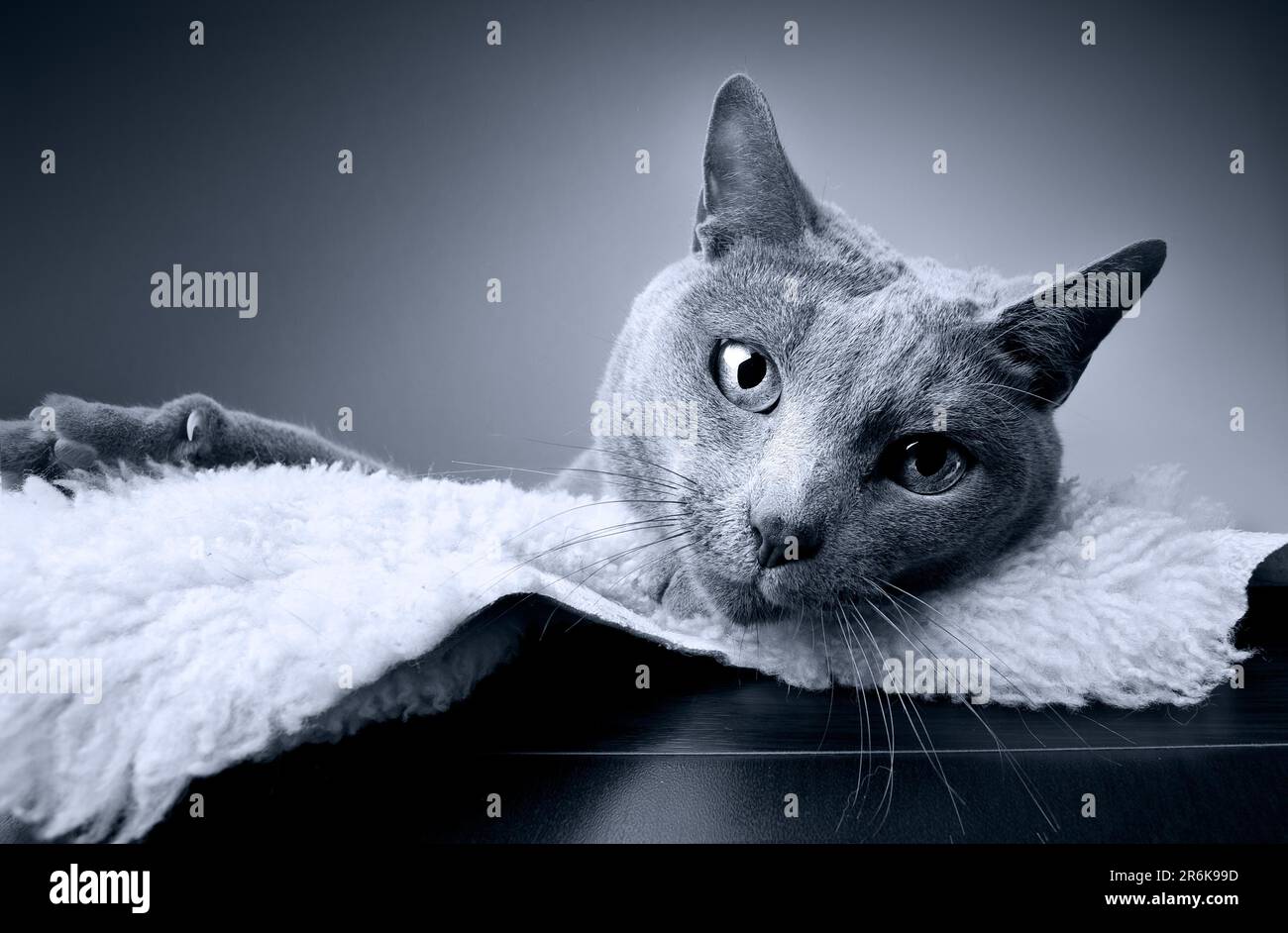 Russian blue cat looking camera hi-res stock photography and images - Alamy