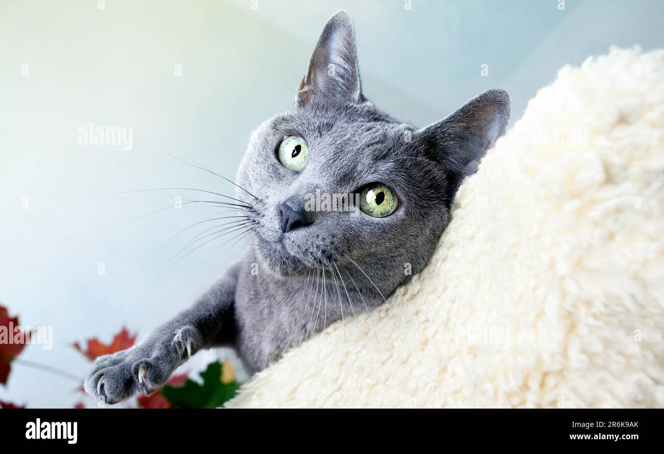 Portrait of a Russian Blue Pedigree Cat Stock Photo - Alamy