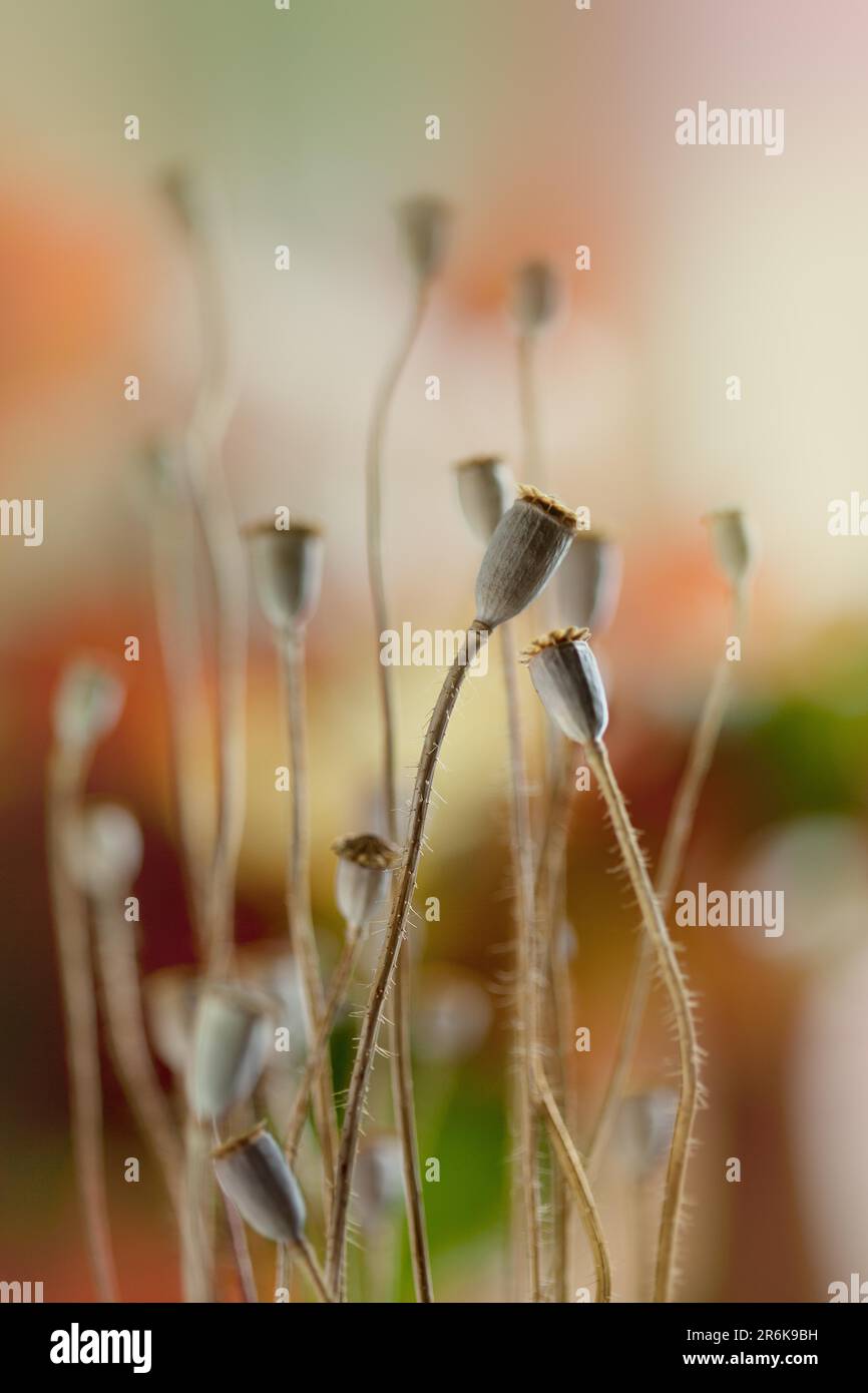 Autumn picture with dried poppy pods Stock Photo - Alamy