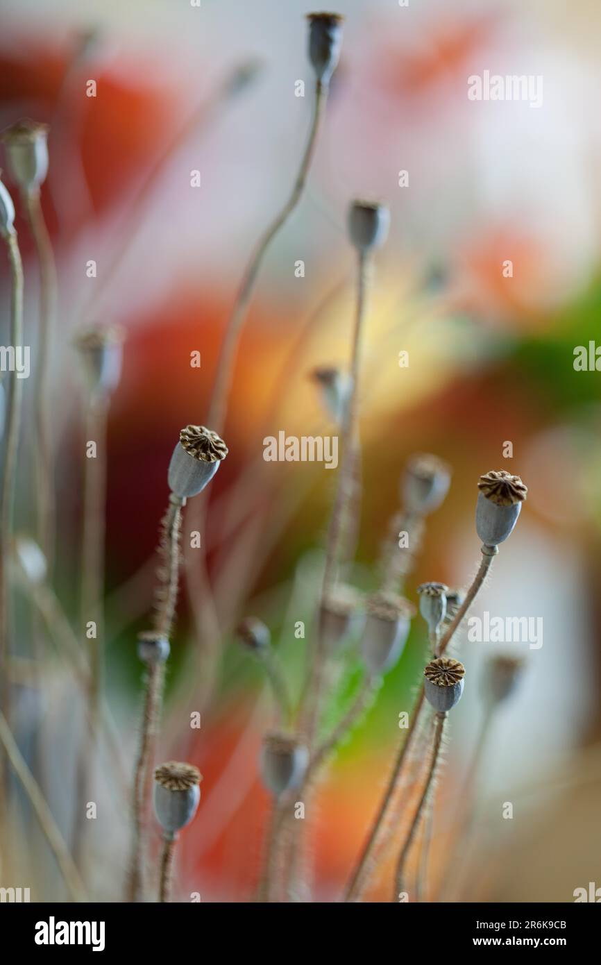 Autumn picture with dried poppy pods Stock Photo - Alamy