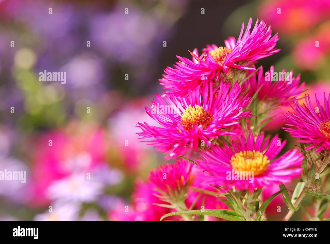 Aster flowers in the garden Stock Photo - Alamy
