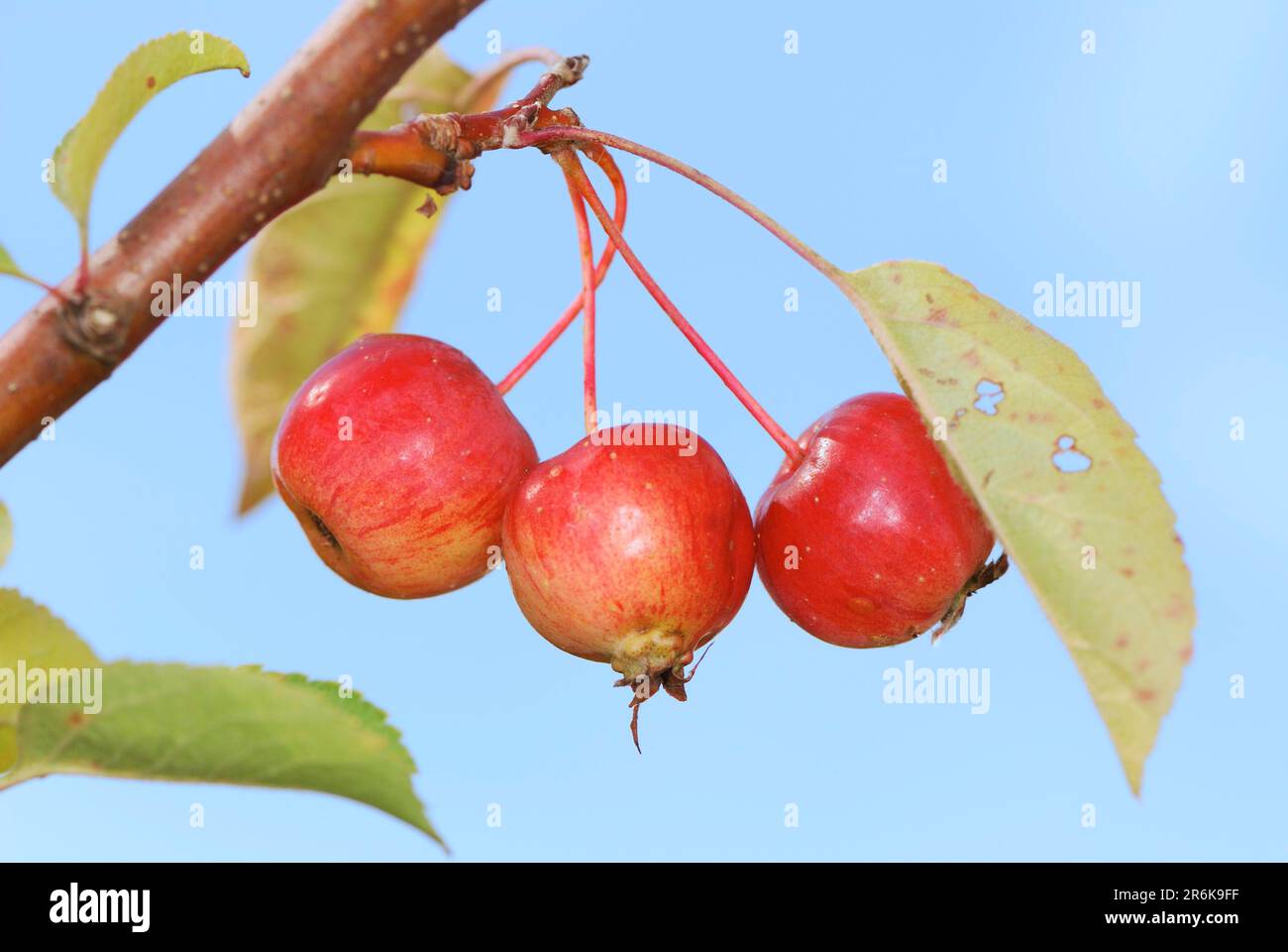 Three red apples on a tree Stock Photo - Alamy