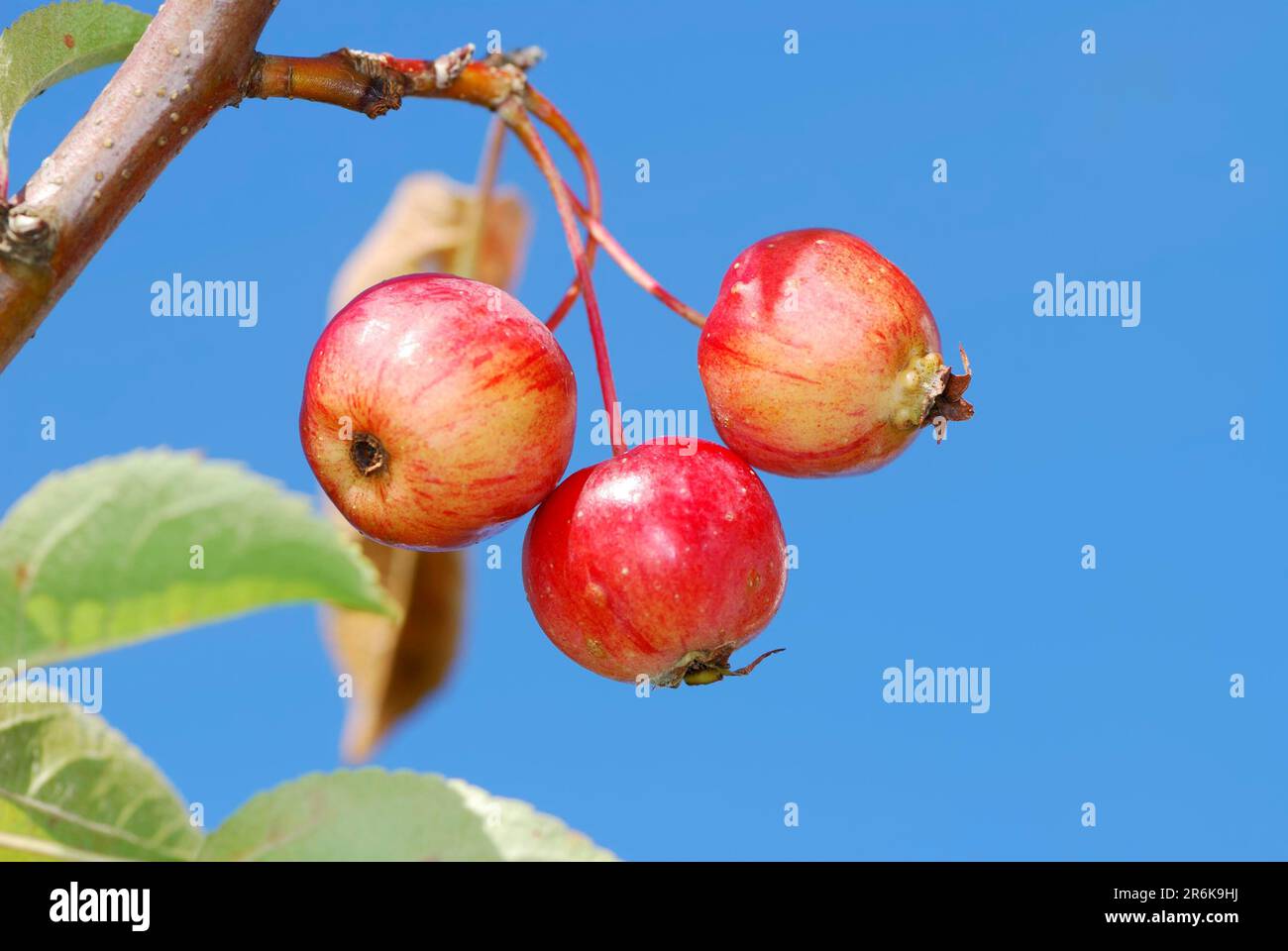 Three red apples on a tree Stock Photo - Alamy