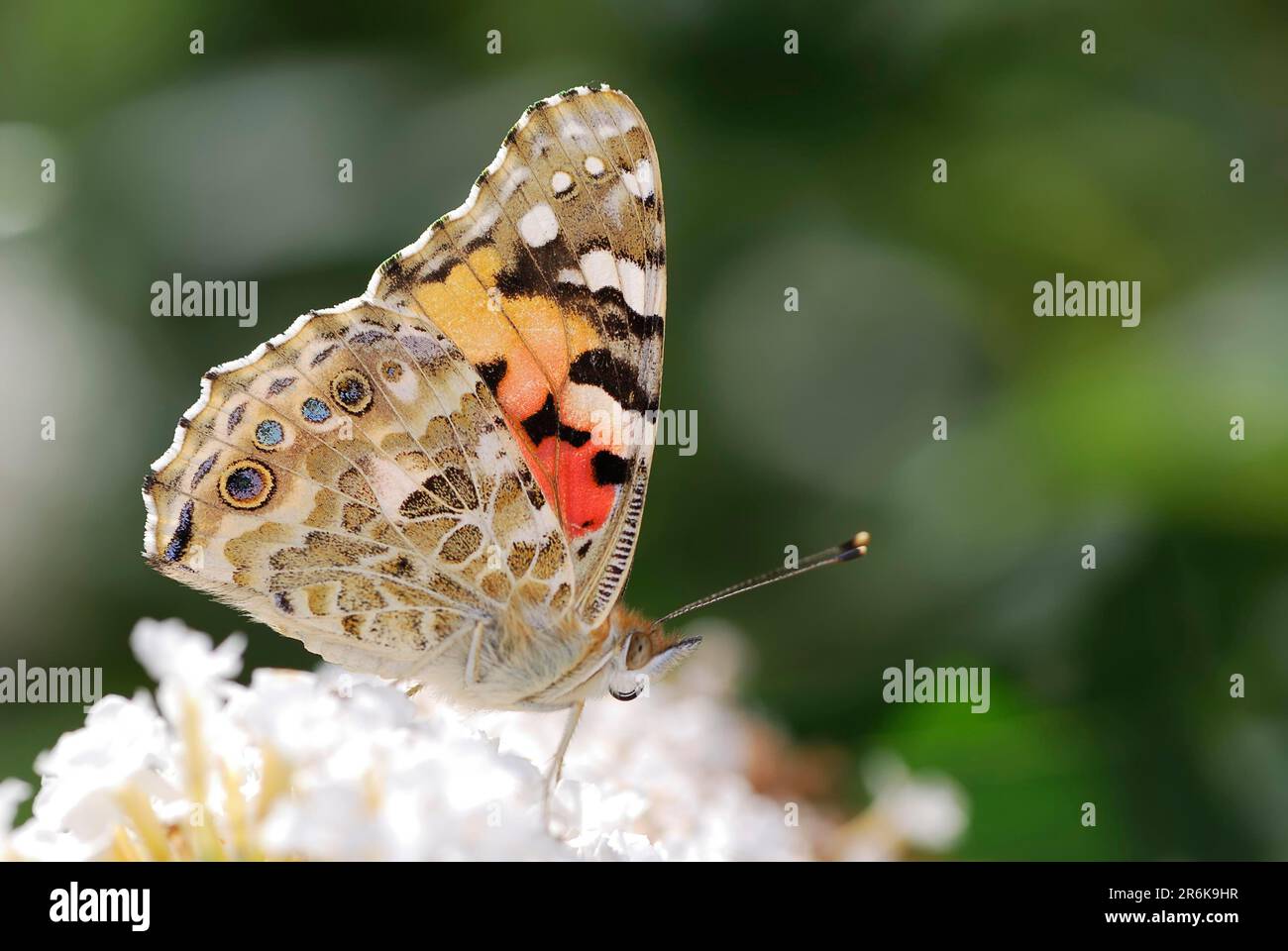 Painted lady butterfyl on a (buddleia) flower Stock Photo - Alamy