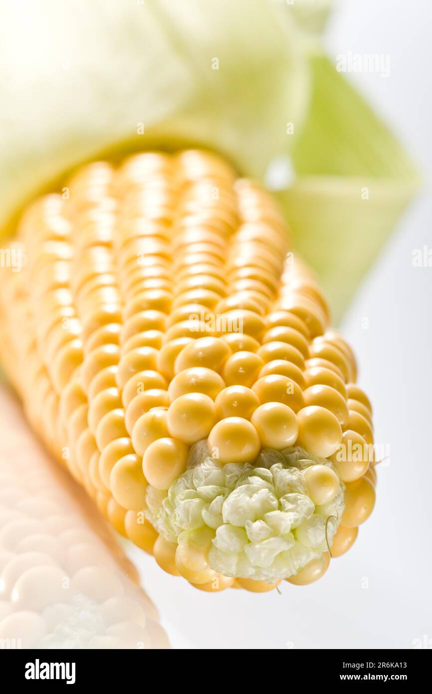 Yellow corn on the corn cob against a white background Stock Photo - Alamy