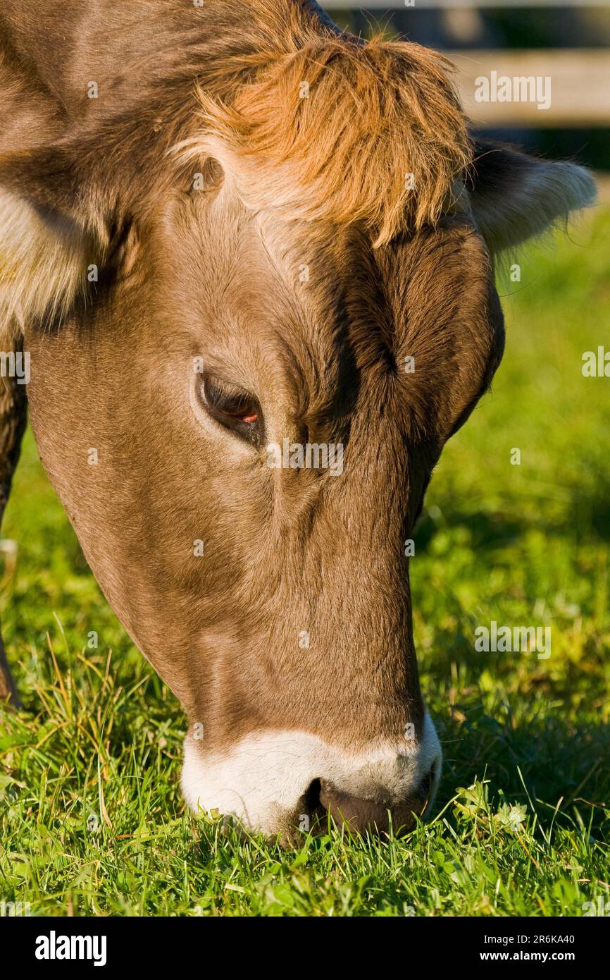 Cow eating cattle feed hi-res stock photography and images - Alamy