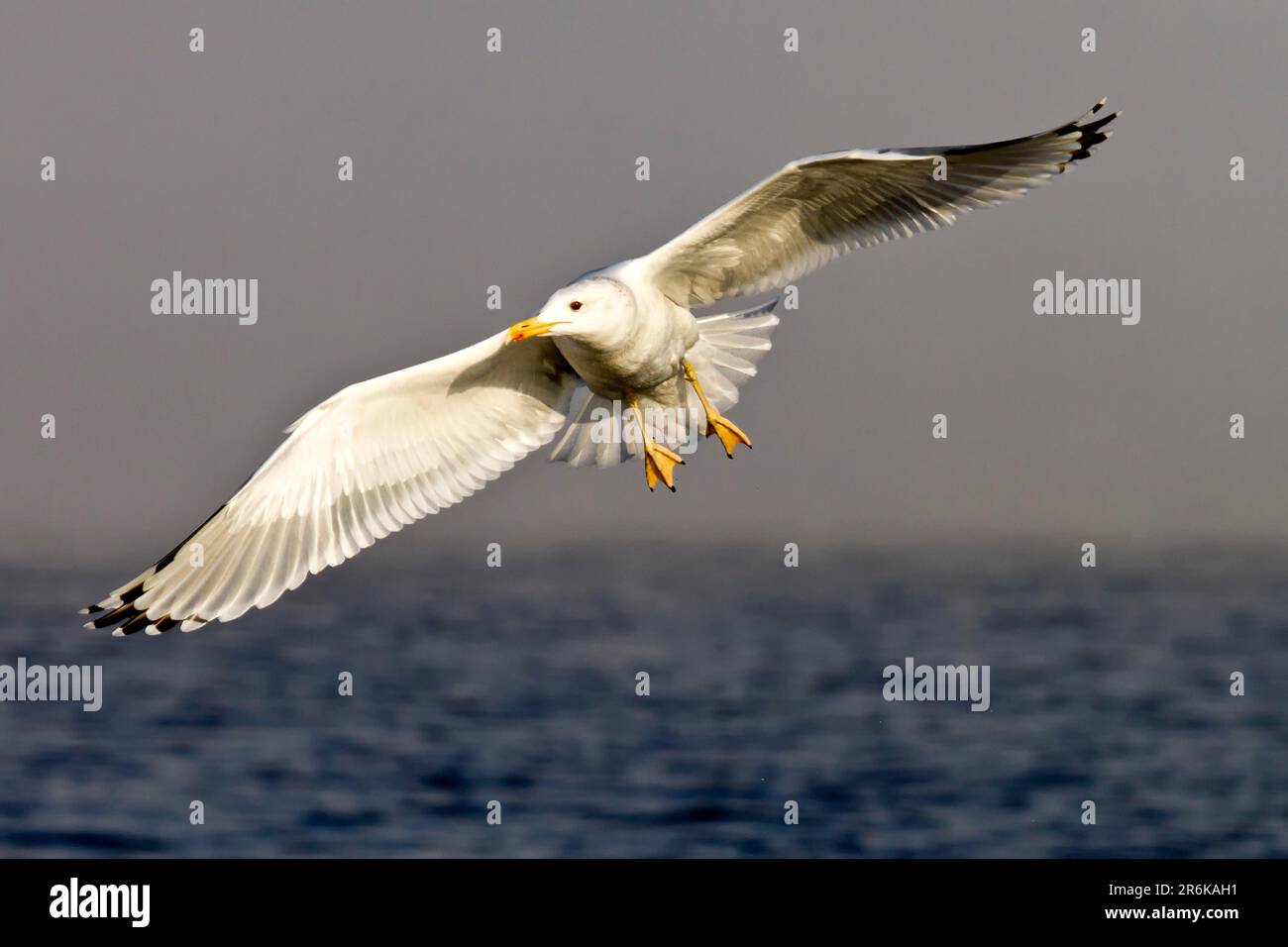 Seagull observation hi-res stock photography and images - Alamy