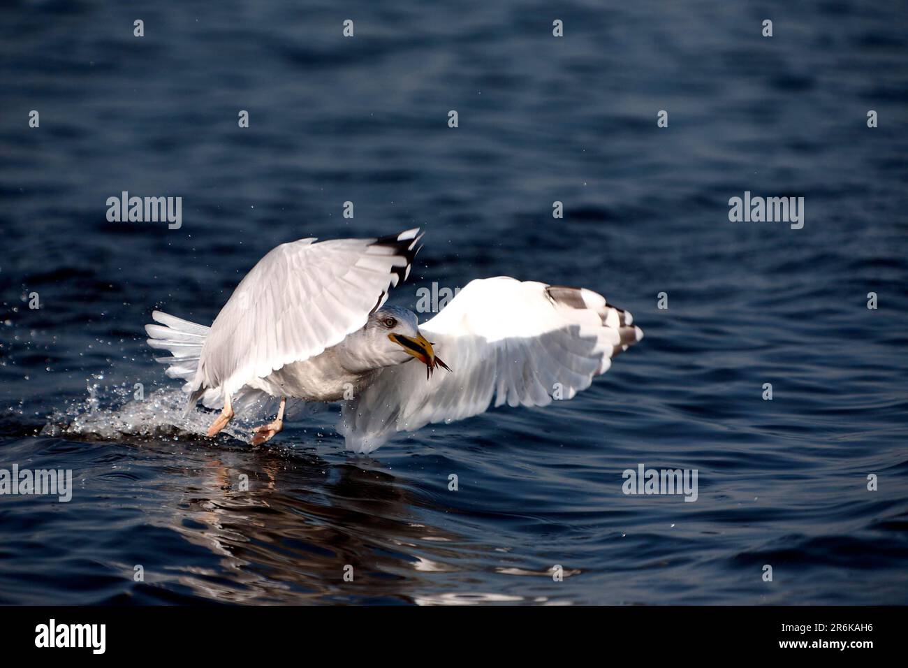 Seagull observation hi-res stock photography and images - Alamy