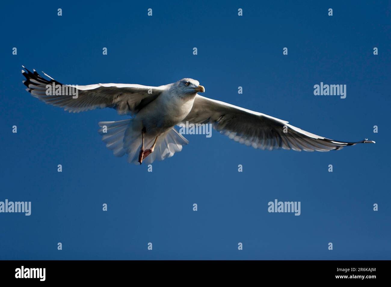 Seagull observation hi-res stock photography and images - Alamy
