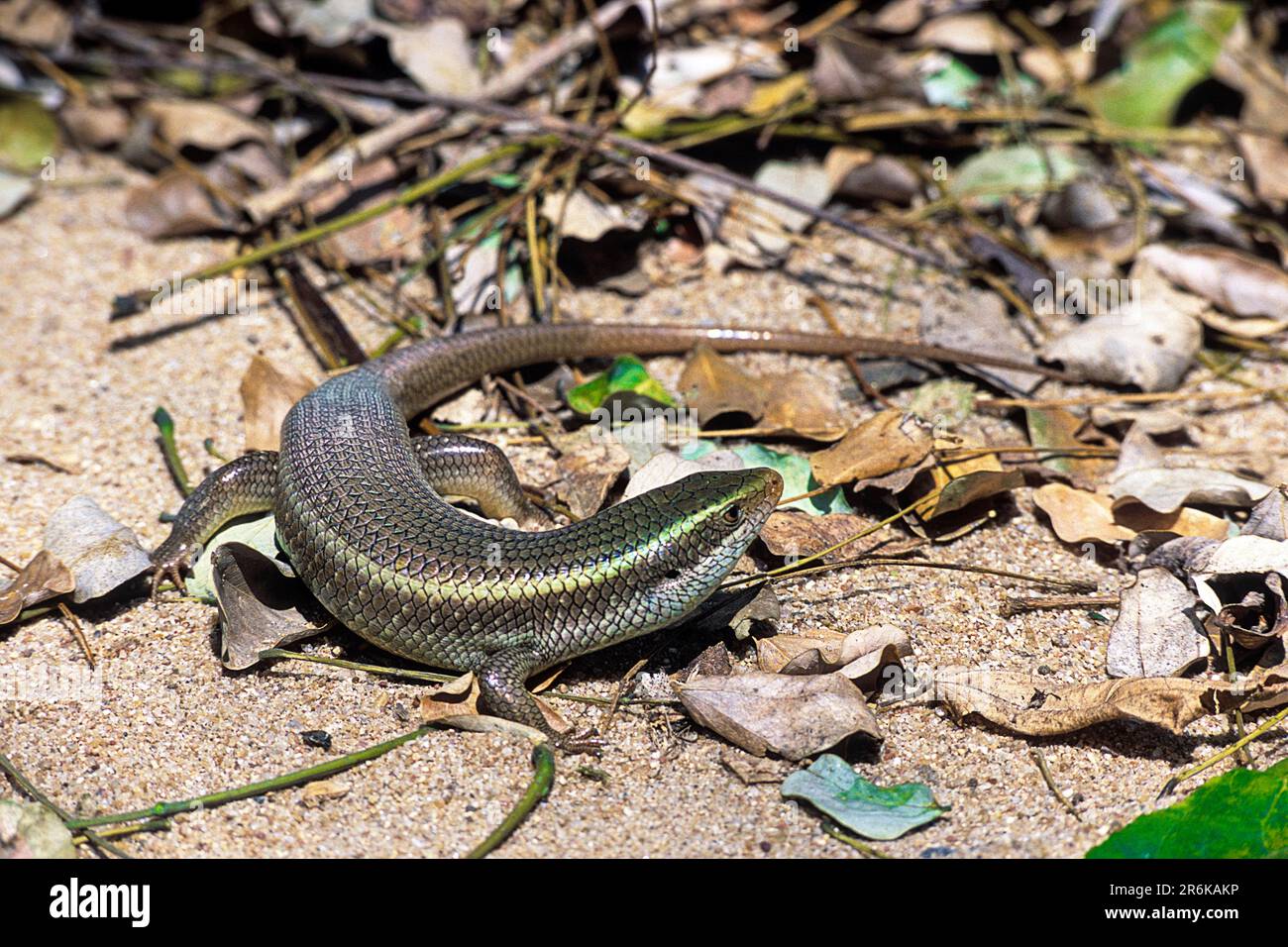Indian skink hi-res stock photography and images - Alamy