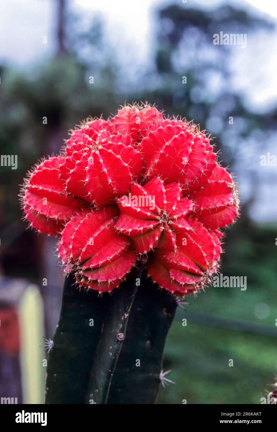 Cactus flower (Gymnocalycium mihanovichii) Tamil Nadu, South India ...