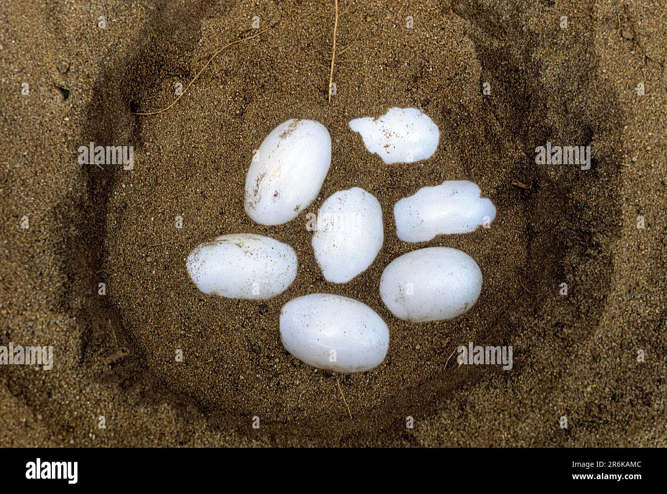 Mugger Crocodile Crocodylus Palustris Nest The Madras Crocodile Bank