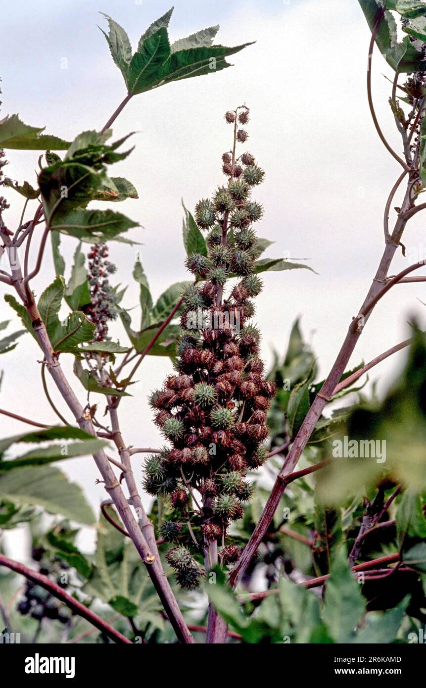Castor (Ricinus communis) plant Tamil Nadu, South India, India, Asia ...