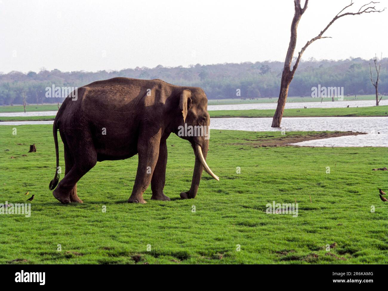 Wild elephant (Elephas maximus) in Kabini, Karnataka, South India ...