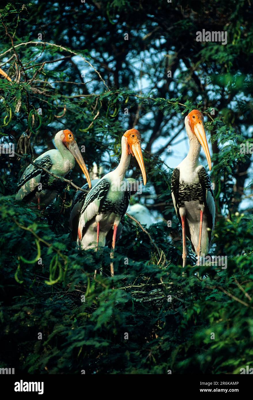 Painted storks (Mycteria leucocephala) chicks on nest in Koonthankulam ...
