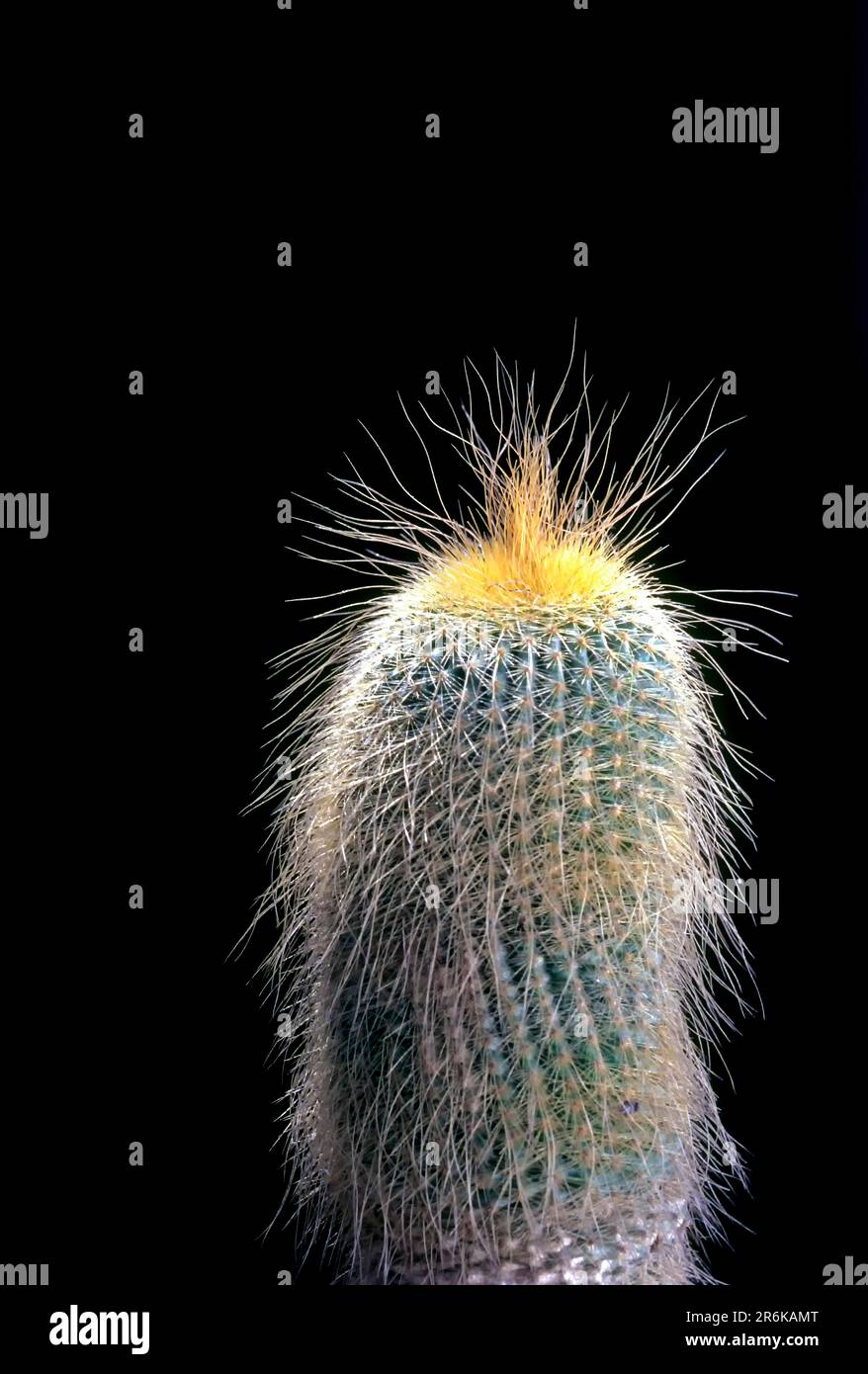 India cactus hi-res stock photography and images - Alamy