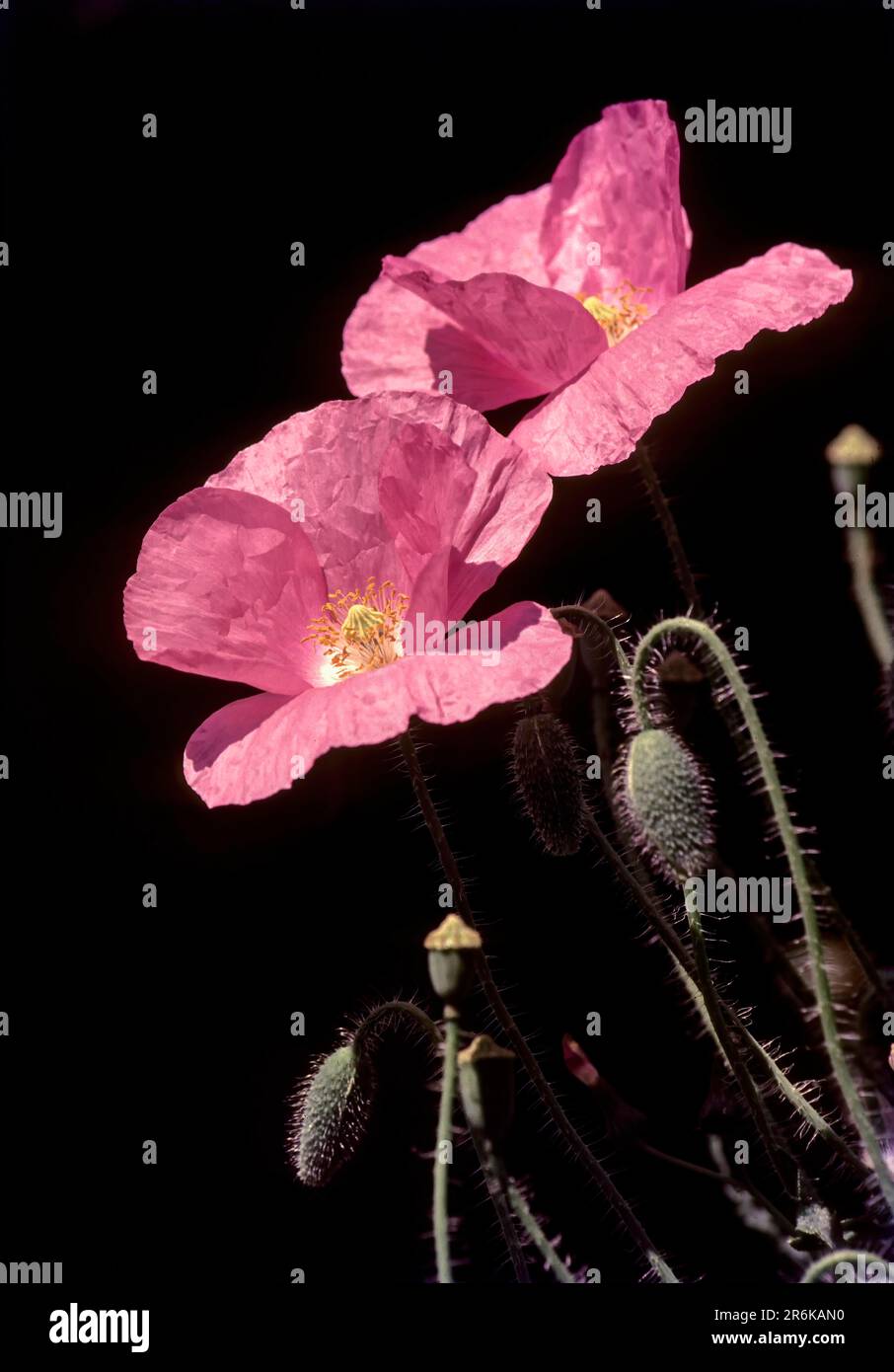 Indian poppy hi-res stock photography and images - Alamy