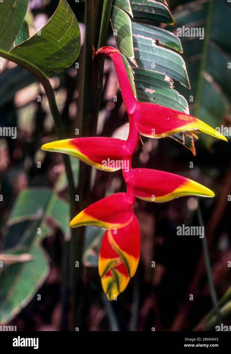 (Heliconia) flower in Tamil Nadu, South India, India, Asia Stock Photo ...