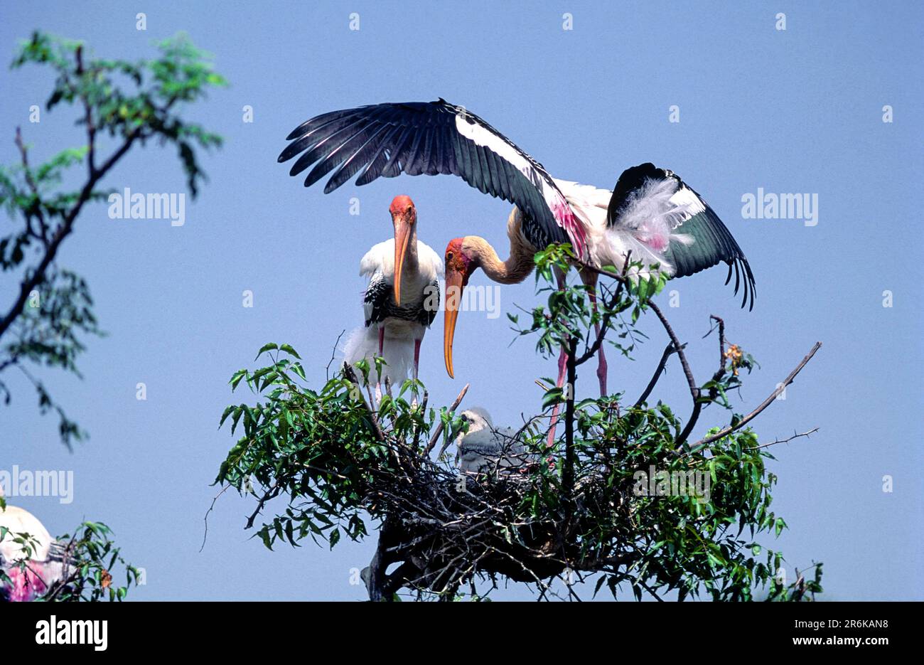 Painted storks (Mycteria leucocephala) shading the chick on nest in ...