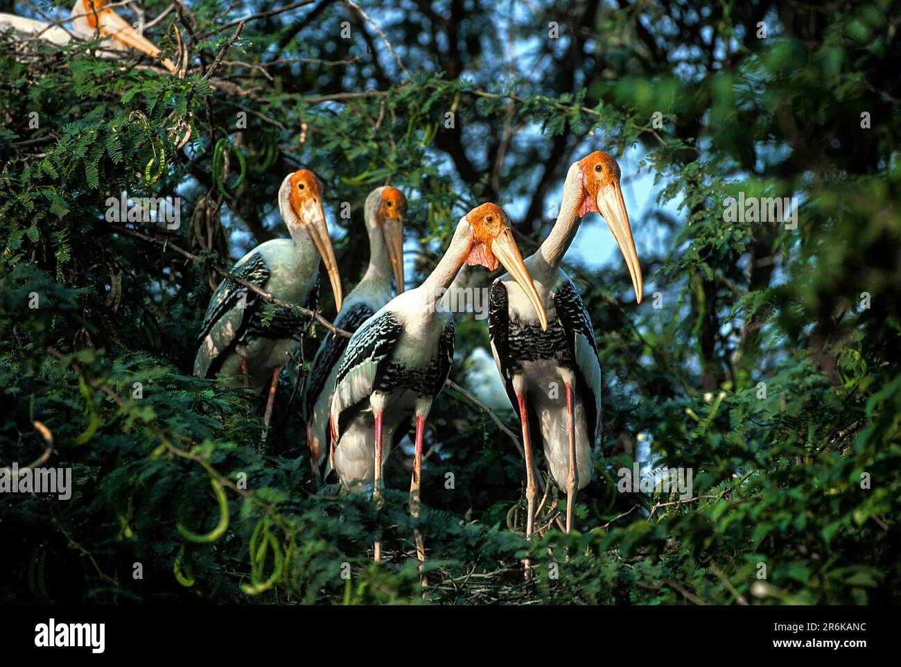 Koonthankulam bird sanctuary hi-res stock photography and images - Alamy