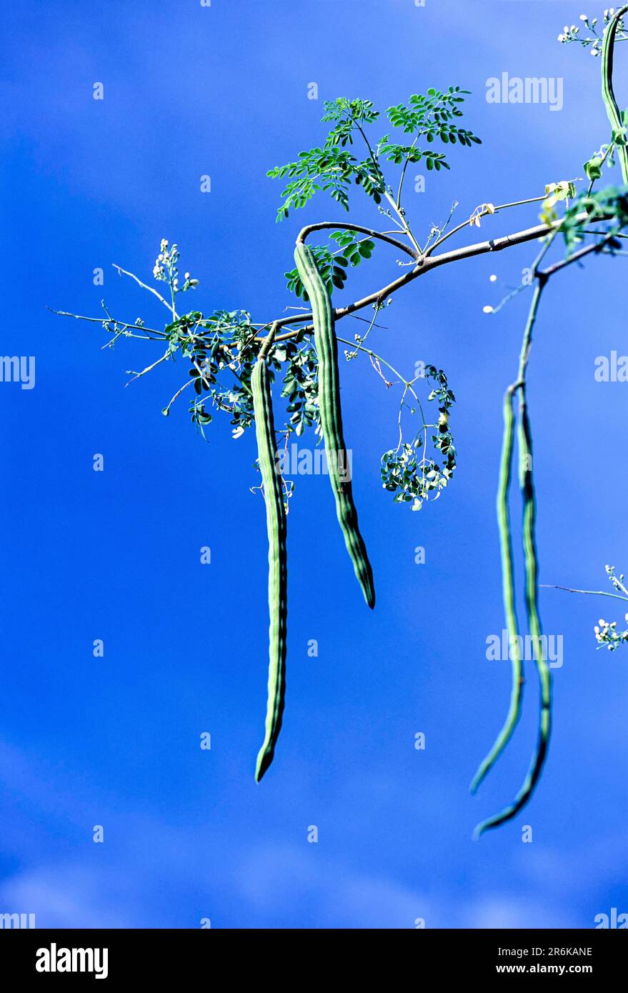 Drum (Moringa oleifera) stick vegetable Tamil Nadu, South India, India ...