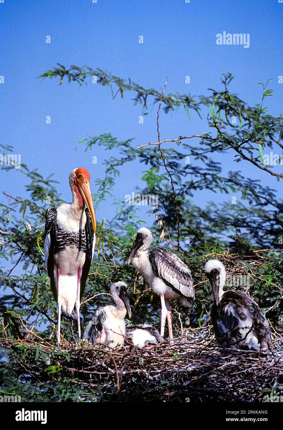 Painted storks (Mycteria leucocephala) on nest in Koonthankulam bird ...