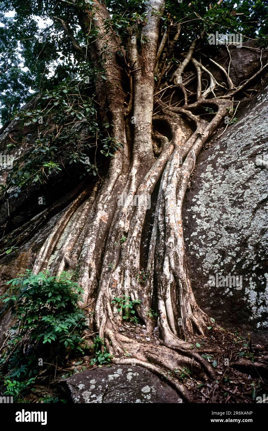 Buttress roots shola forest tree species, Kerala, South India, India ...