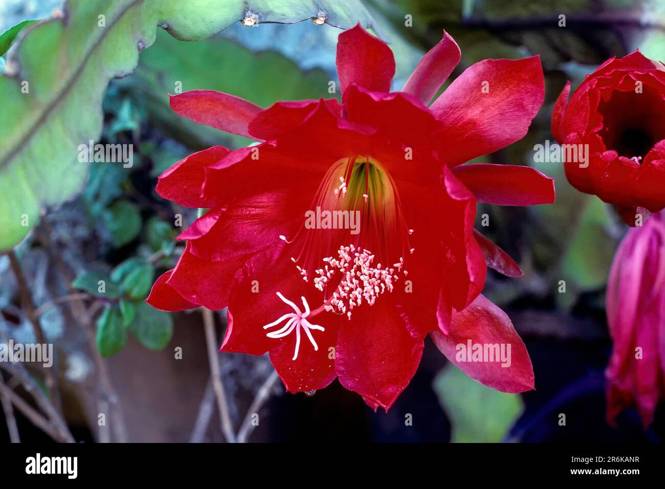 False Christmas cactus (Epiphyllum truncatum) flower in Coonoor ...
