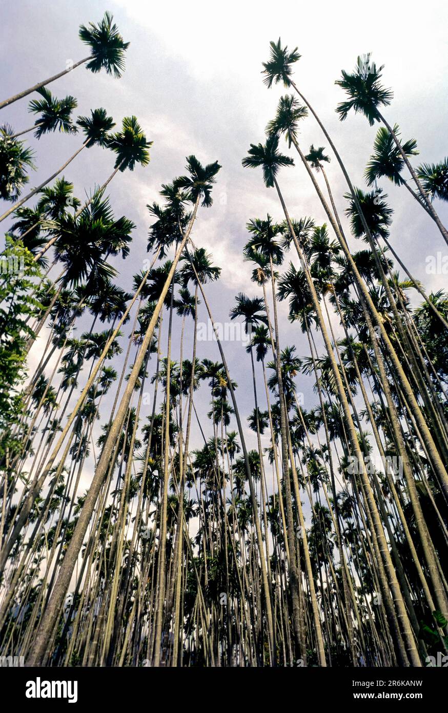 Medicinal plants (Arecaceae) arecanut tree, betelnut tree (Areca ...