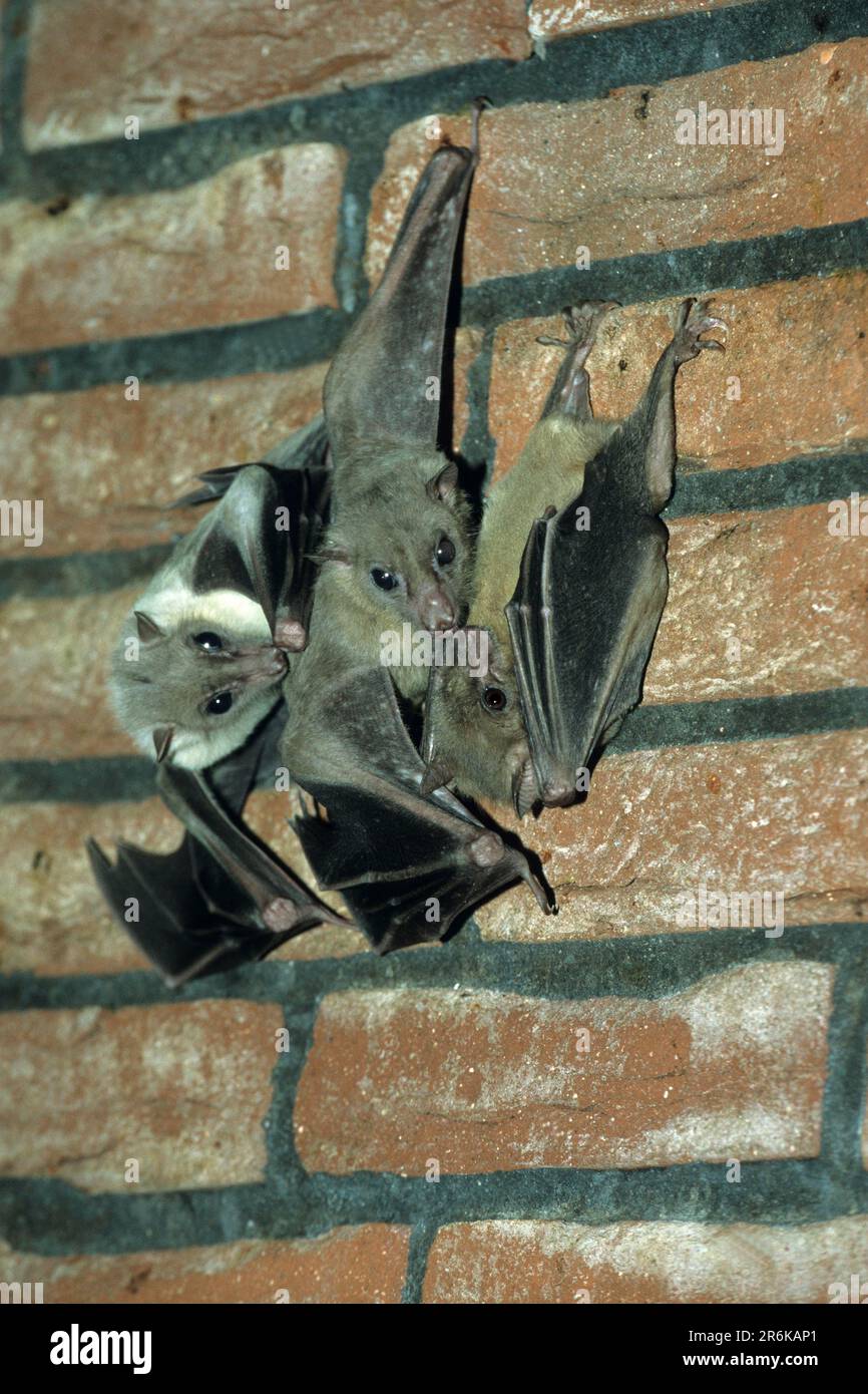 Eygptian Rousettes, Egyptian (Rousettus aegyptiacus) Fruit Bat Stock ...