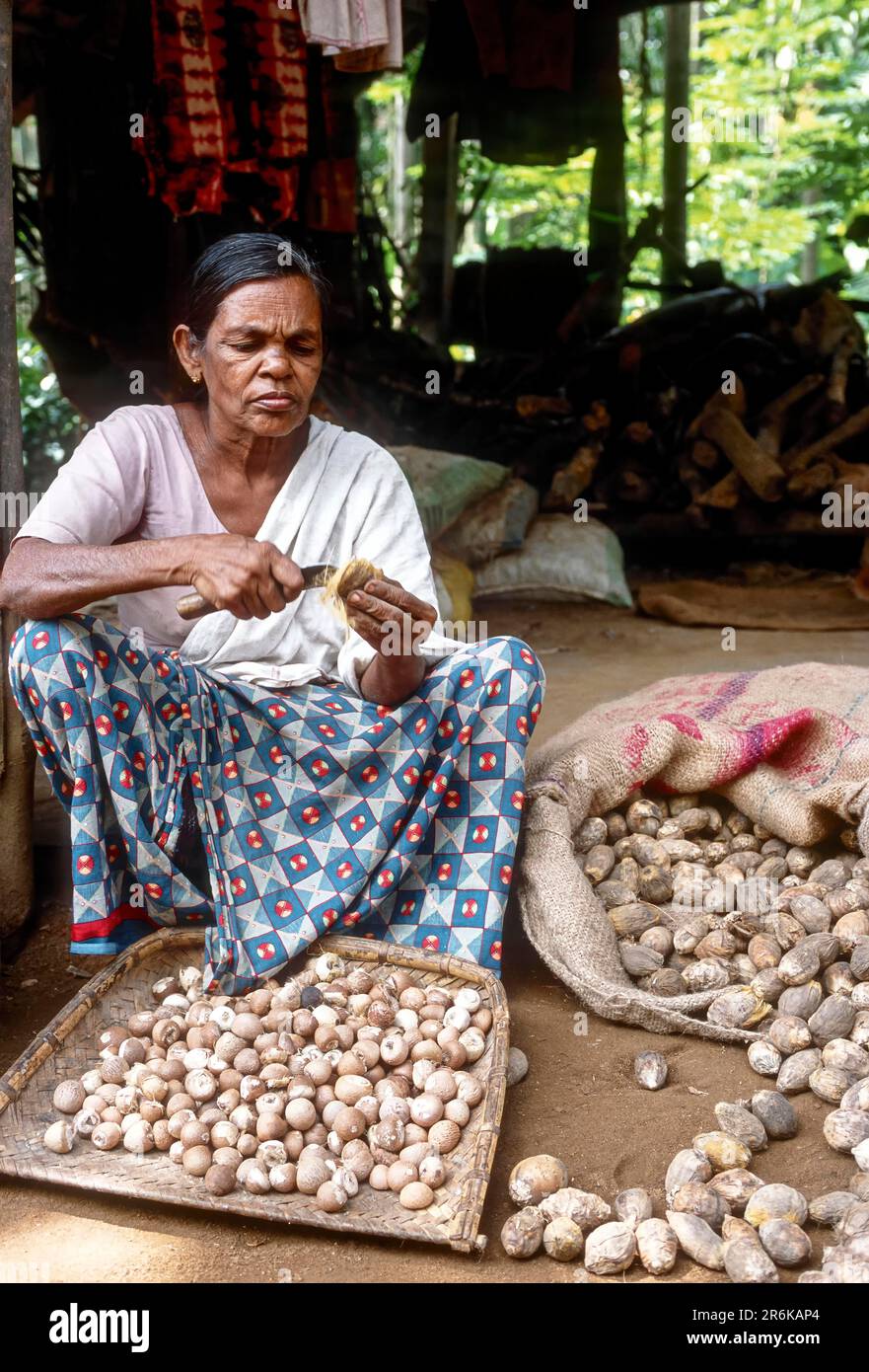 A woman removing betel Areacanut Supari (Areca catechu Linn) nut husk ...