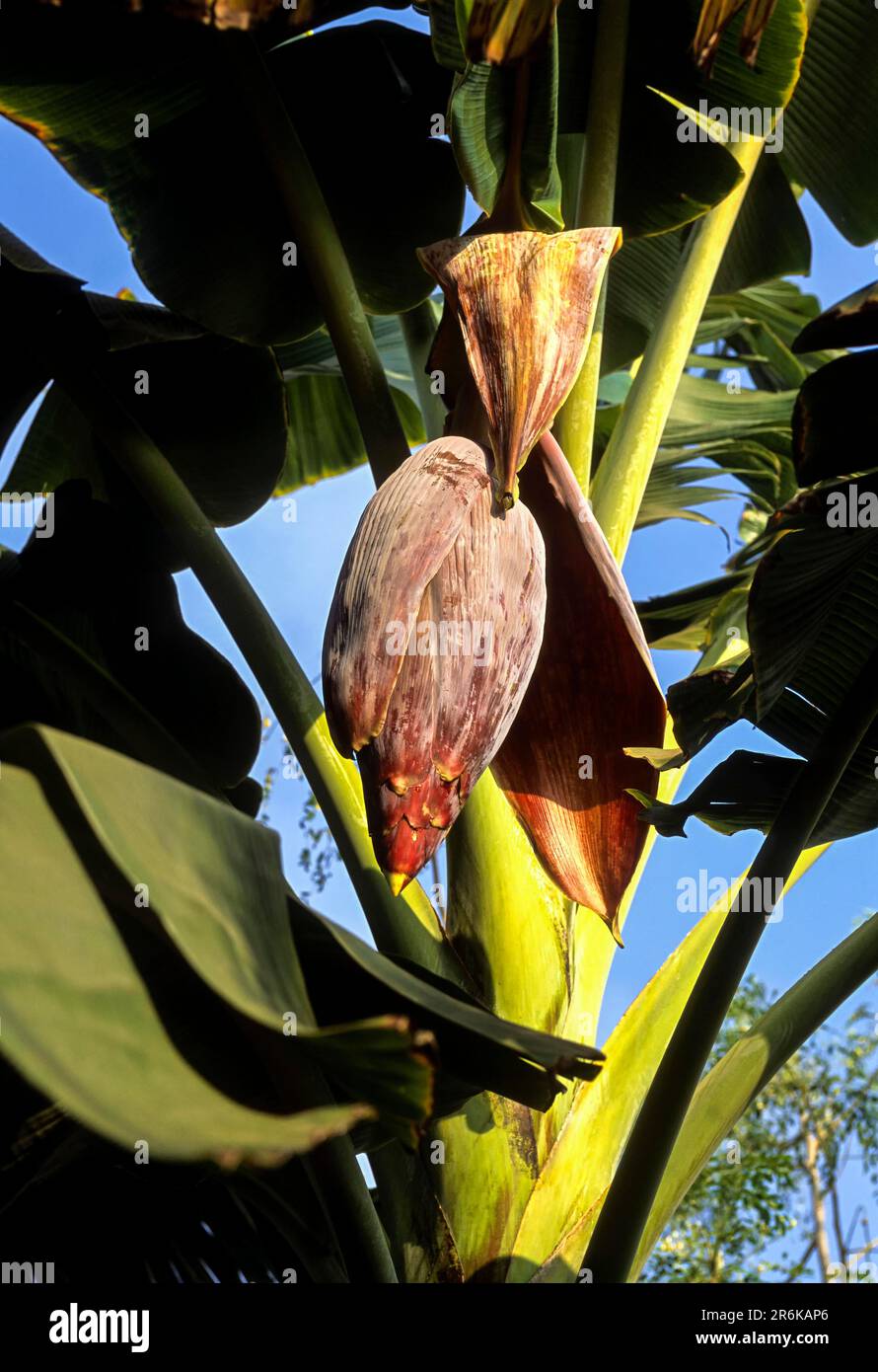 The flower of the banana (Musa paradisiaca Linn) tree can be used as ...