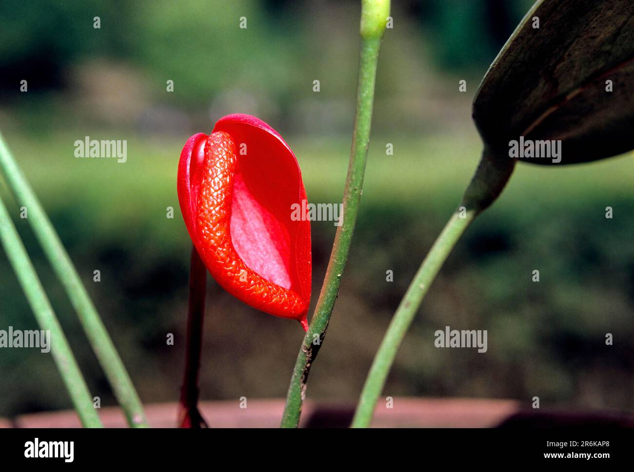 List of anthurium species hi-res stock photography and images - Alamy